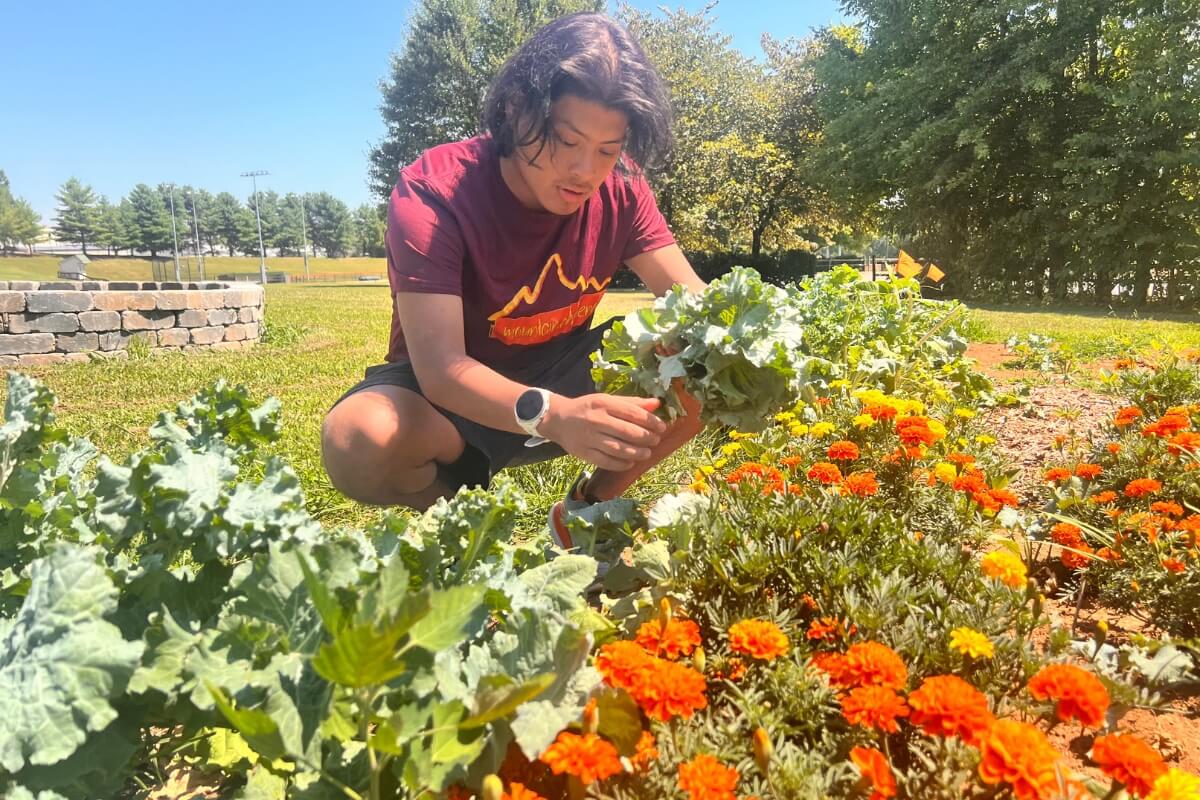 MC student surveys effectiveness of marigolds on crop protection