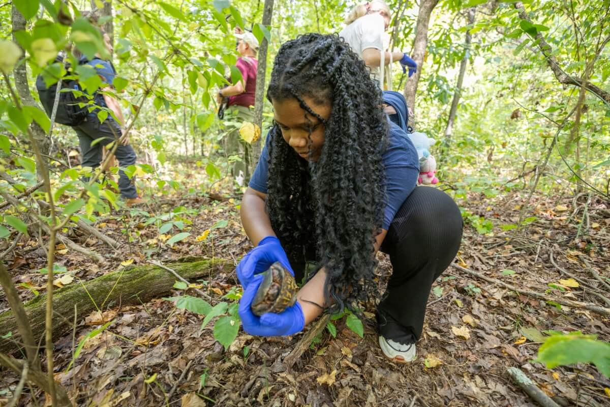 A 2014 discovery leads to Maryville College turtle research project ...